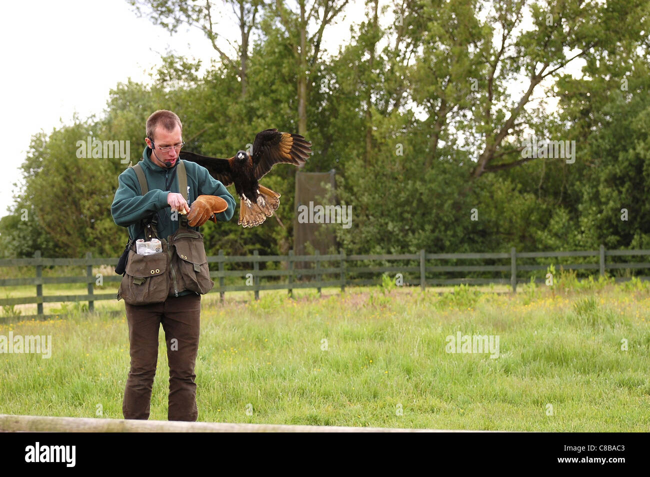 Wings stretched a bird returns to handler at Gauntlet, Bird of Prey ...