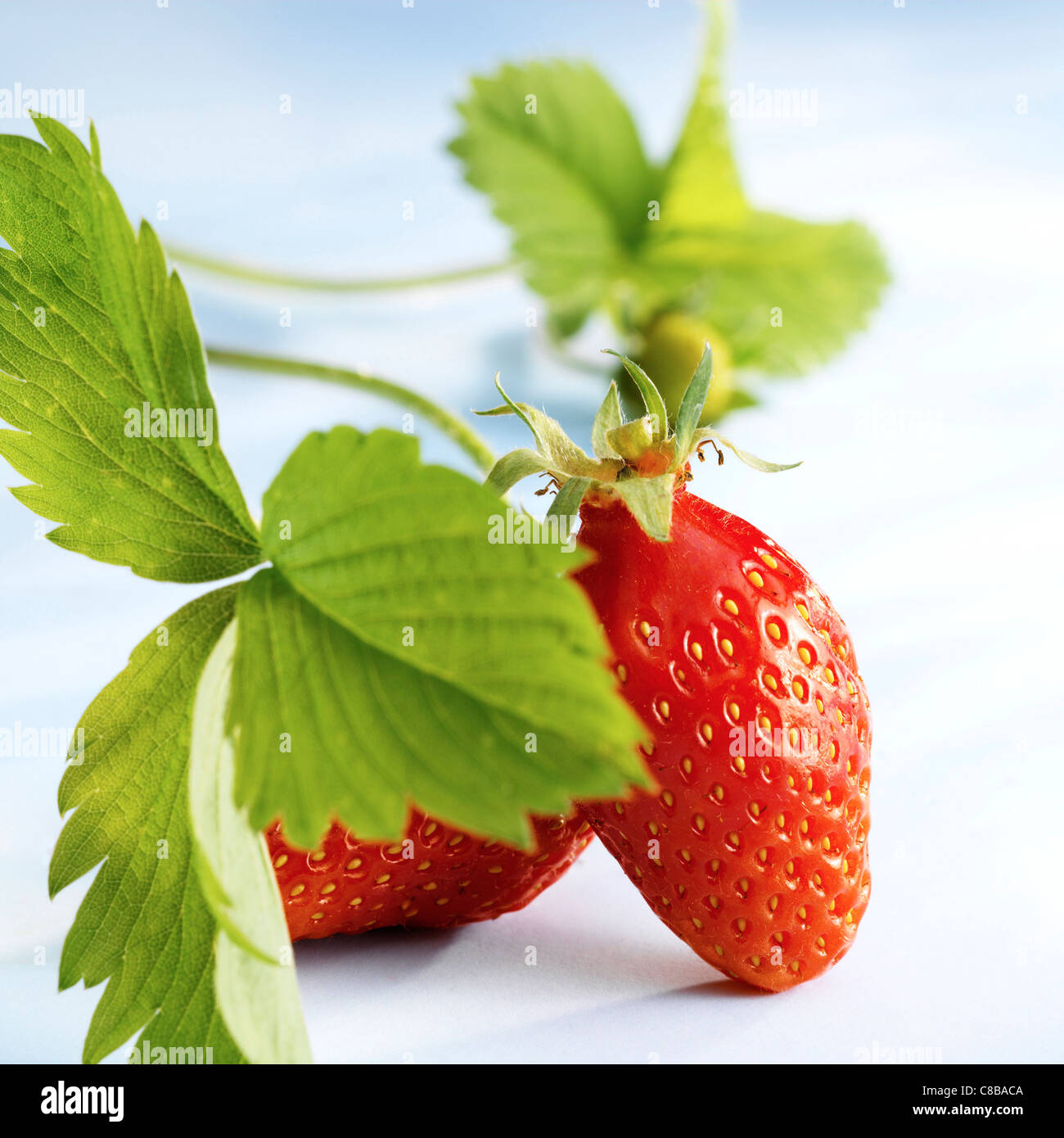 Gariguette hi-res stock photography and images - Alamy