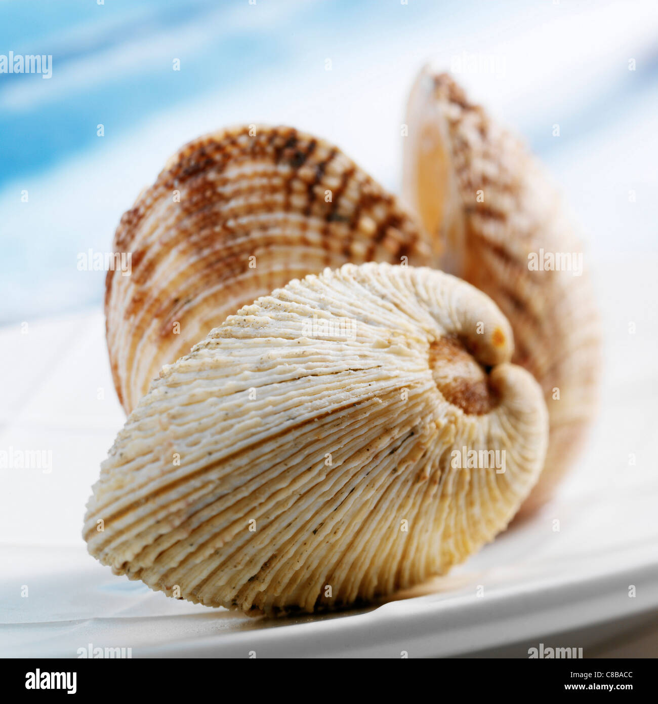 Open clams hi-res stock photography and images - Alamy