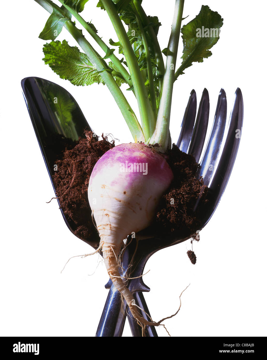 Pink turnip hi-res stock photography and images - Alamy