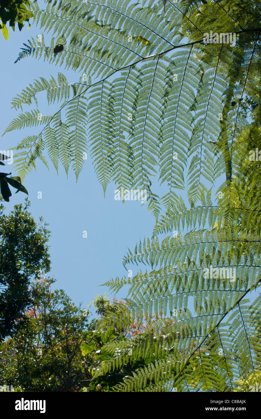 Tree fern fronds hi-res stock photography and images - Alamy