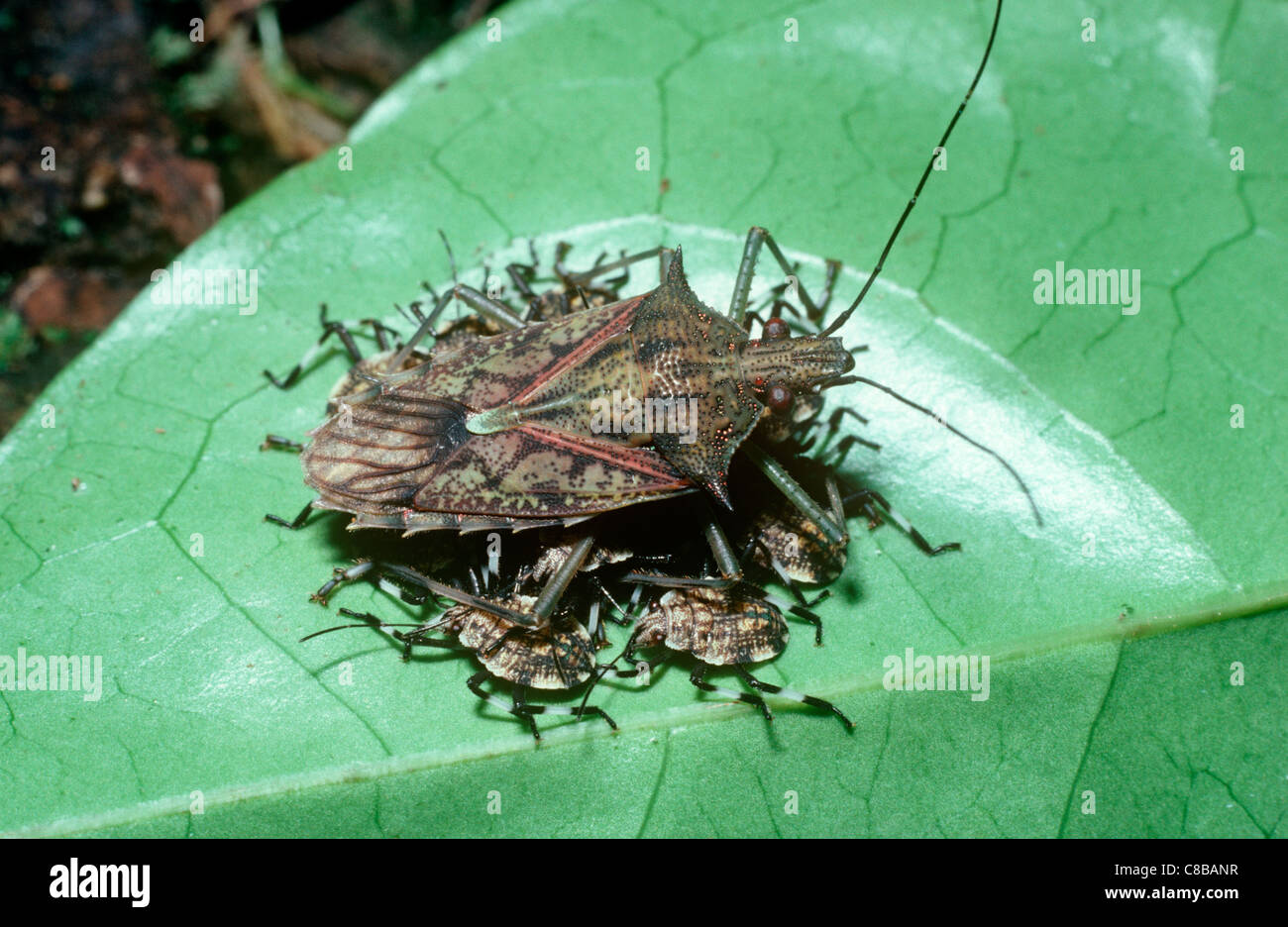 Pentatomidae The Eggs And Nymphs Of Predatory Stink Bugs (Hemiptera