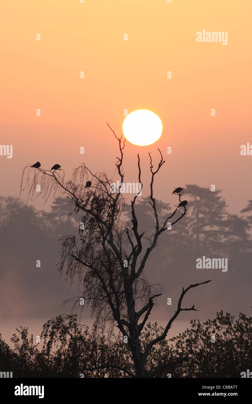 Silver Birch Tree with Roosting Birds and Misty Autumn Sunrise Cropston ...