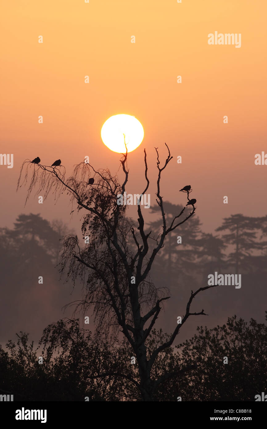 Roosting birds uk hi-res stock photography and images - Alamy