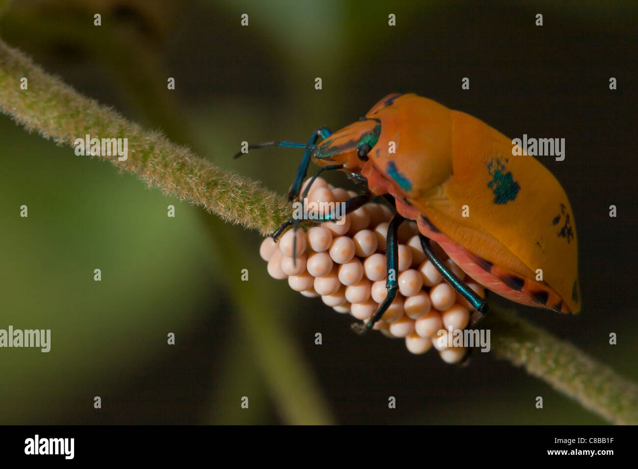 Harlequin beetle hi-res stock photography and images - Alamy
