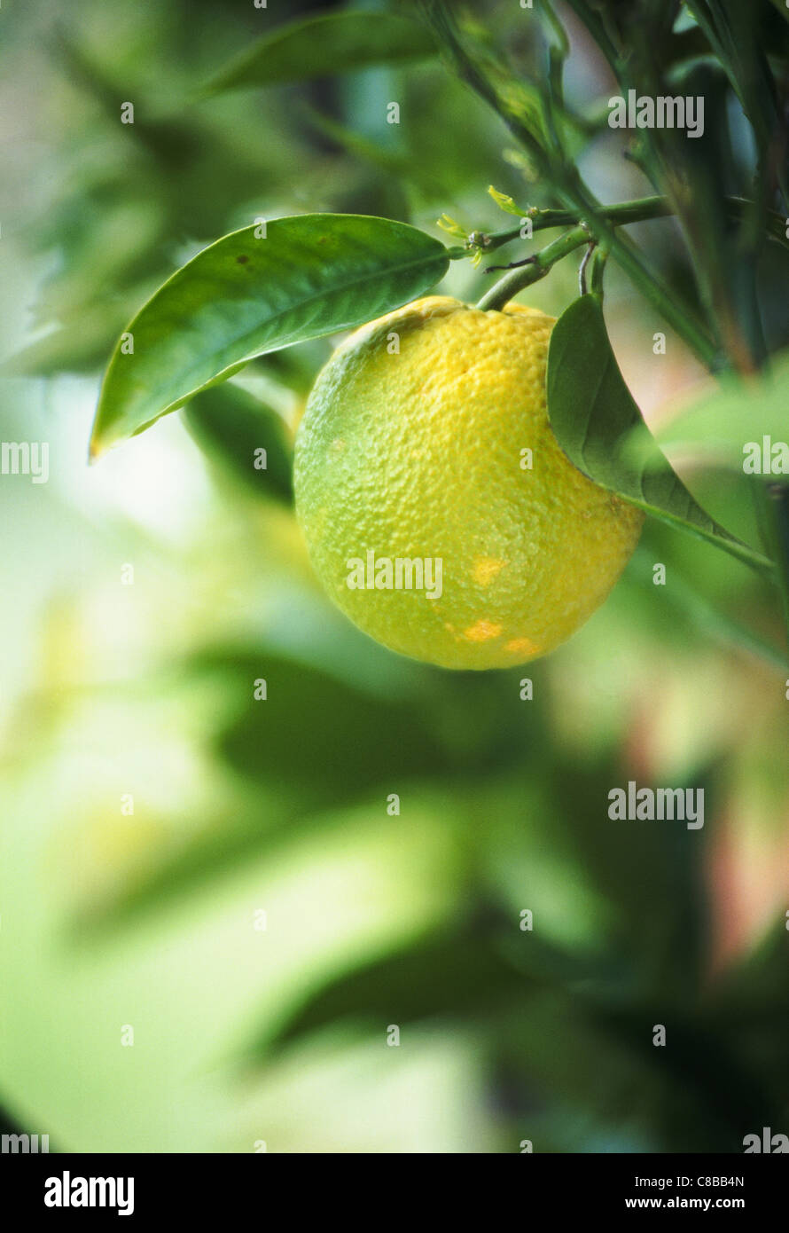 lime on branch Stock Photo - Alamy