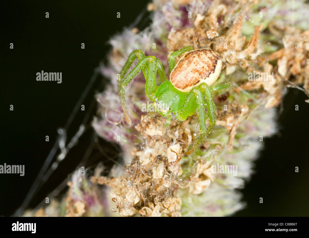 Crab spider misumenops tricuspidatus hi-res stock photography and ...