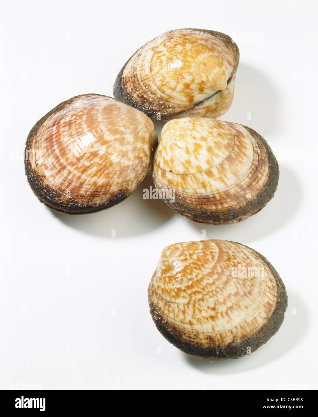Dog cockle shellfish Cut Out Stock Images & Pictures - Alamy