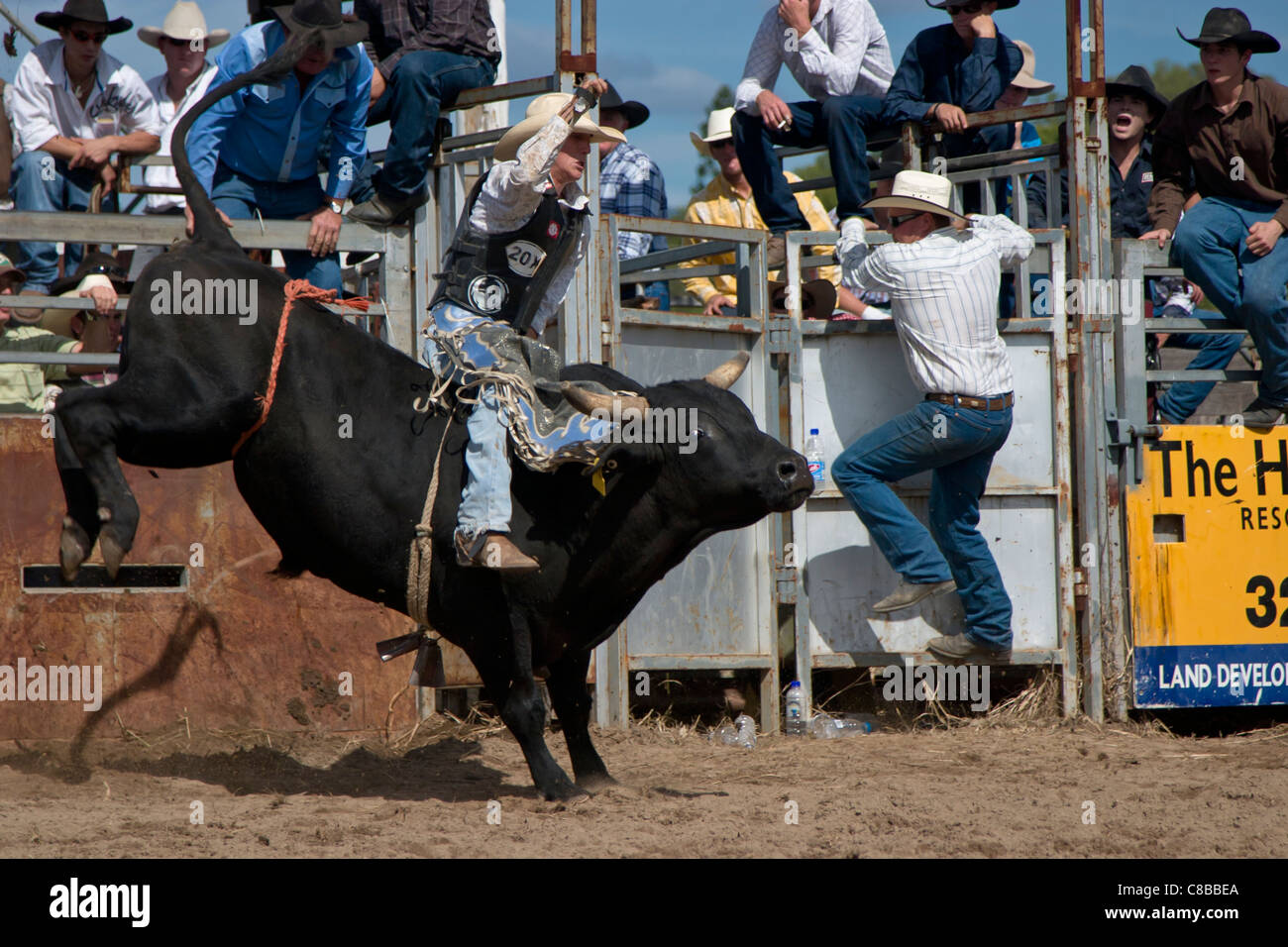 Bull ride at Dayboro country rodeo Stock Photo - Alamy