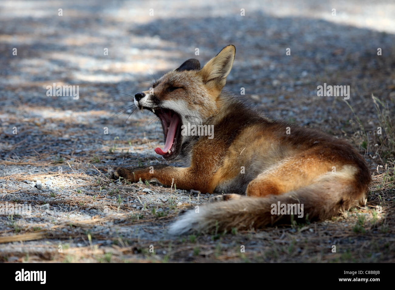 Male Red Fox Vulpes Vulpes Yawning Stock Photo - Alamy