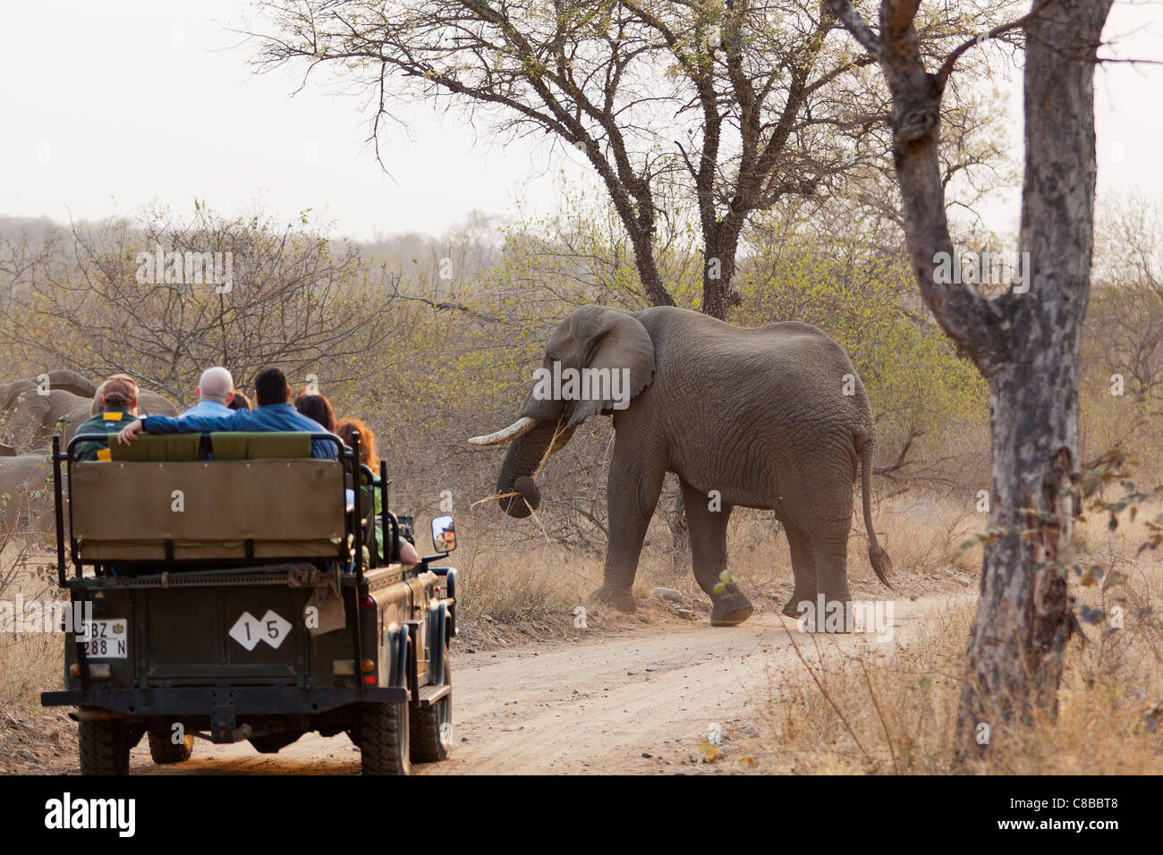 Watching elephants on safari hi-res stock photography and images - Alamy