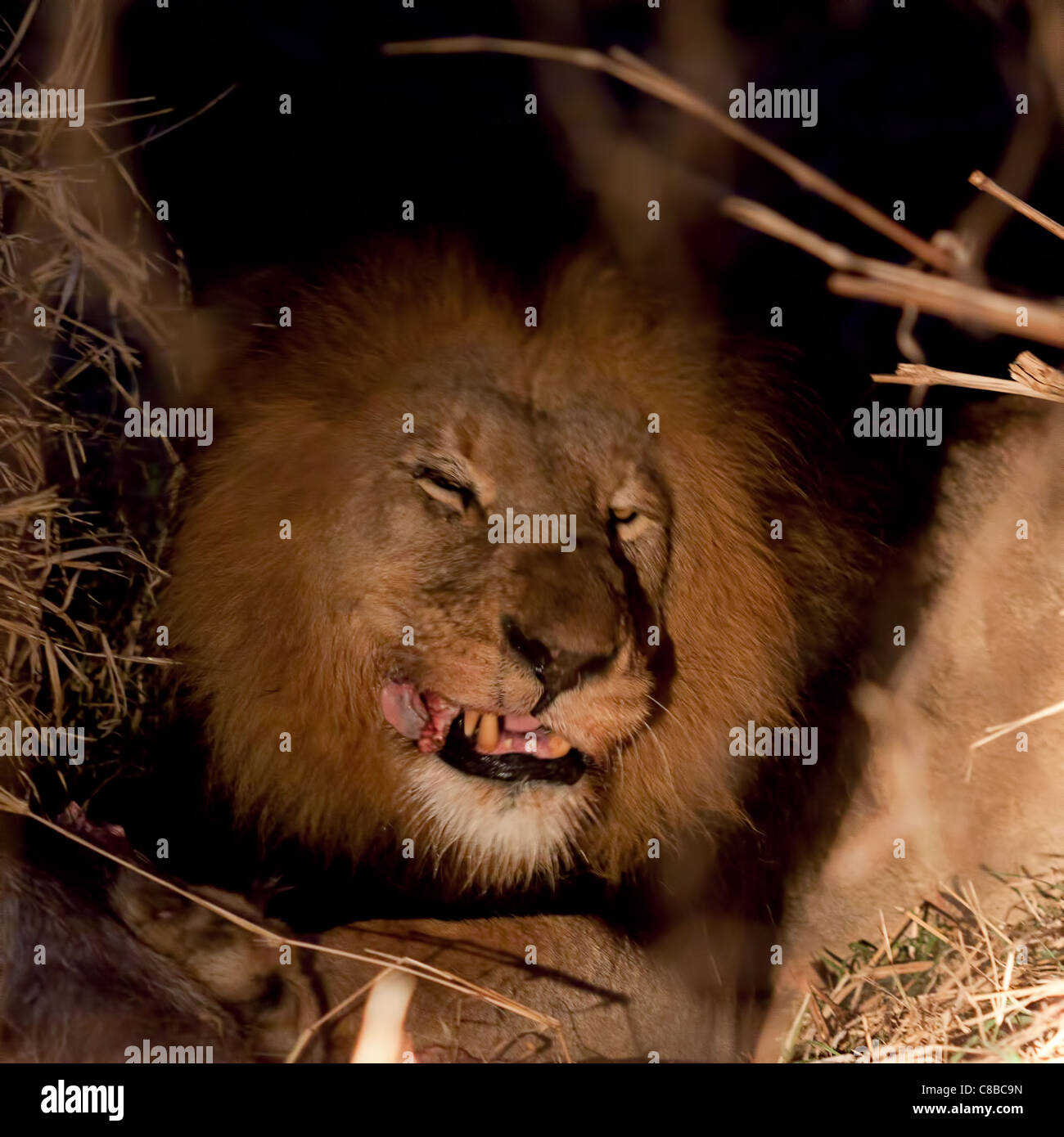 Male lion at night hi-res stock photography and images - Alamy