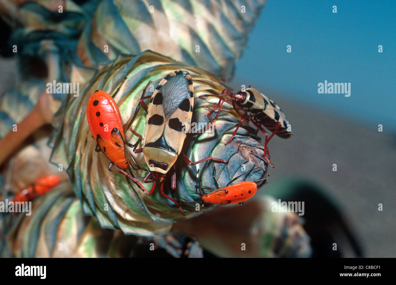 Welwitschia /stainer bug on female cones of Welwitschia mirabilis in ...