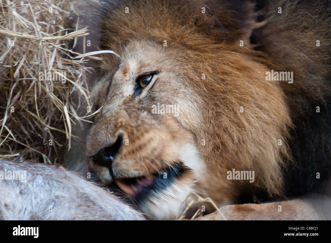 Male lion eating Stock Photo - Alamy