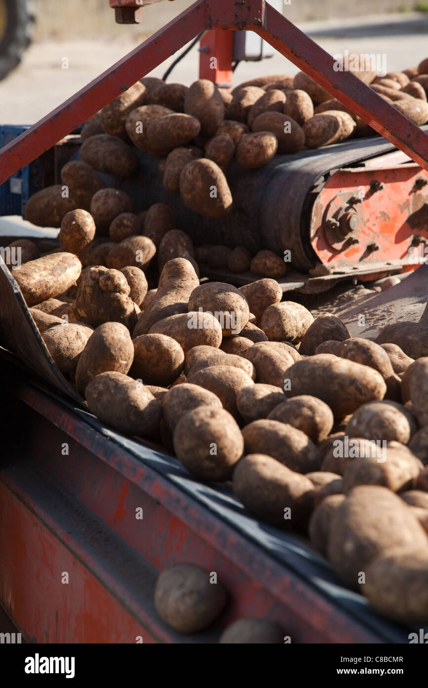 Potato harvest conveyor belt hi-res stock photography and images - Alamy