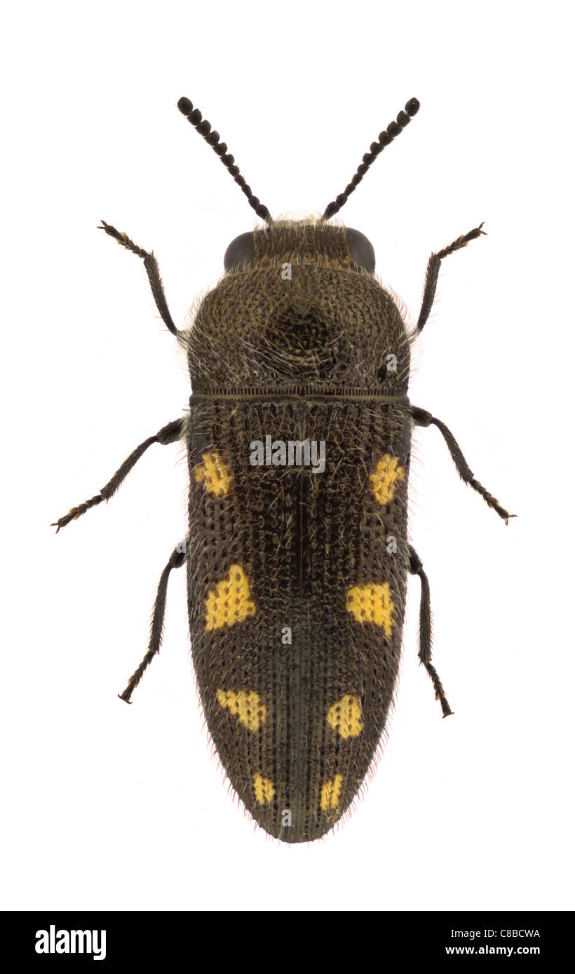 Male of Acmaeodera bipunctata isolated on a white background Stock ...