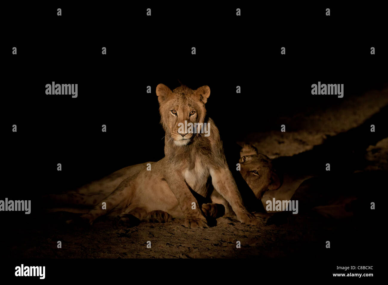 Lion at night hi-res stock photography and images - Alamy