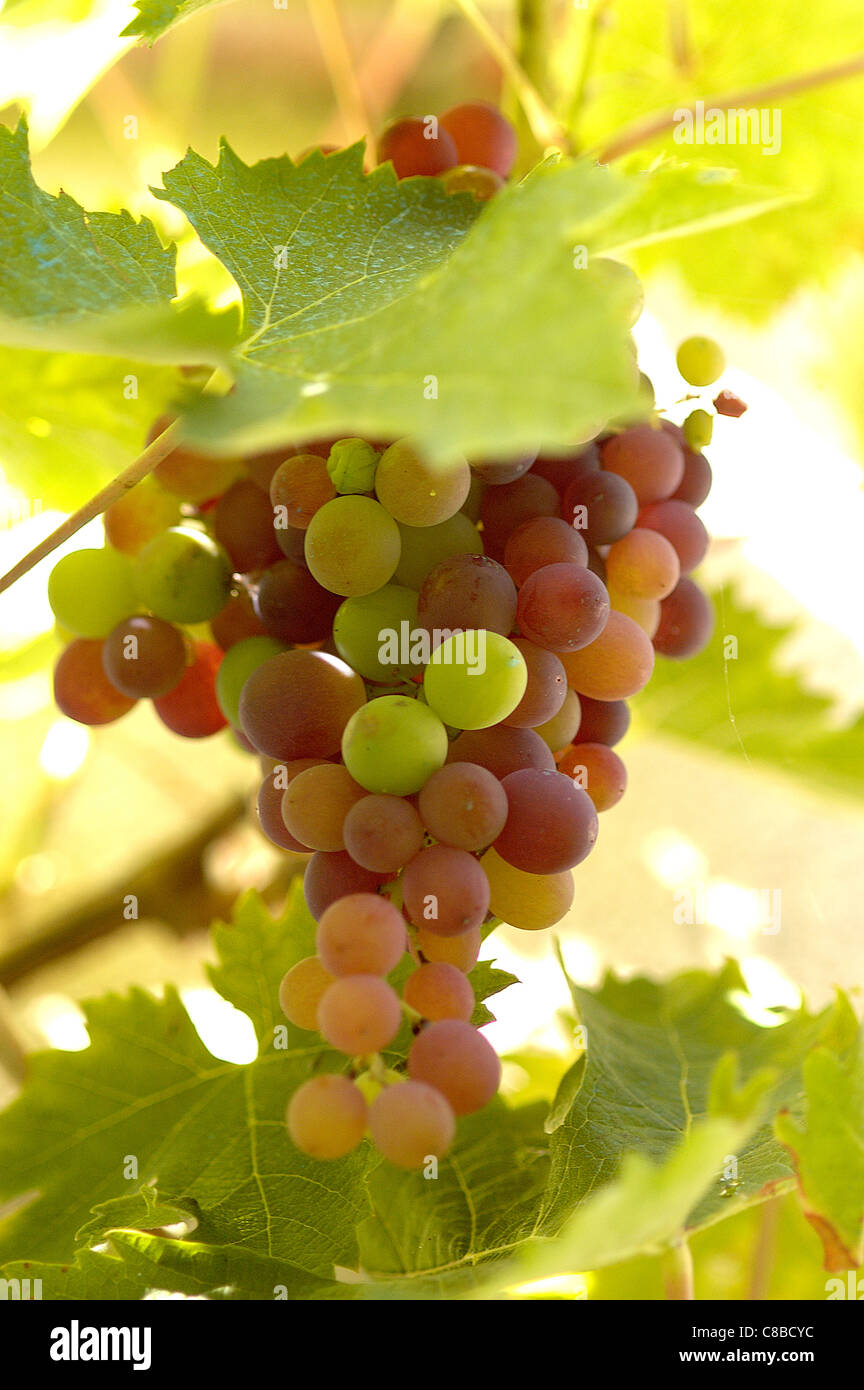 bunch of grapes Stock Photo - Alamy