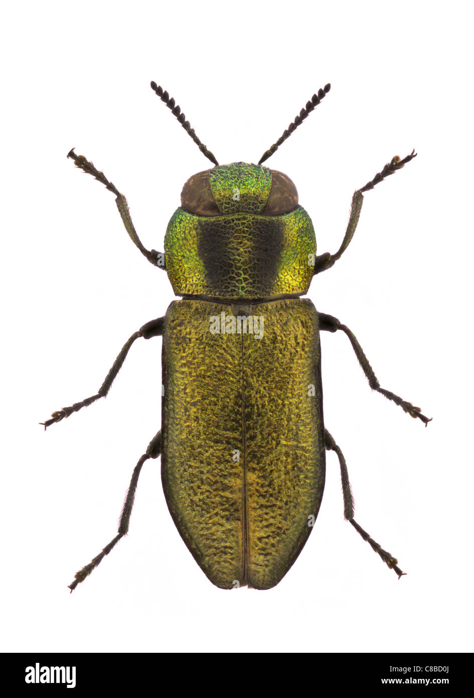 male of Anthaxia discicollis isolated on white background Stock Photo ...