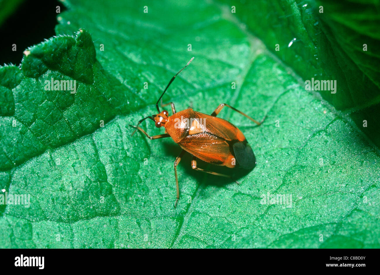 Red-spotted plant bug (Deraeocoris ruber: Miridae), female UK Stock ...