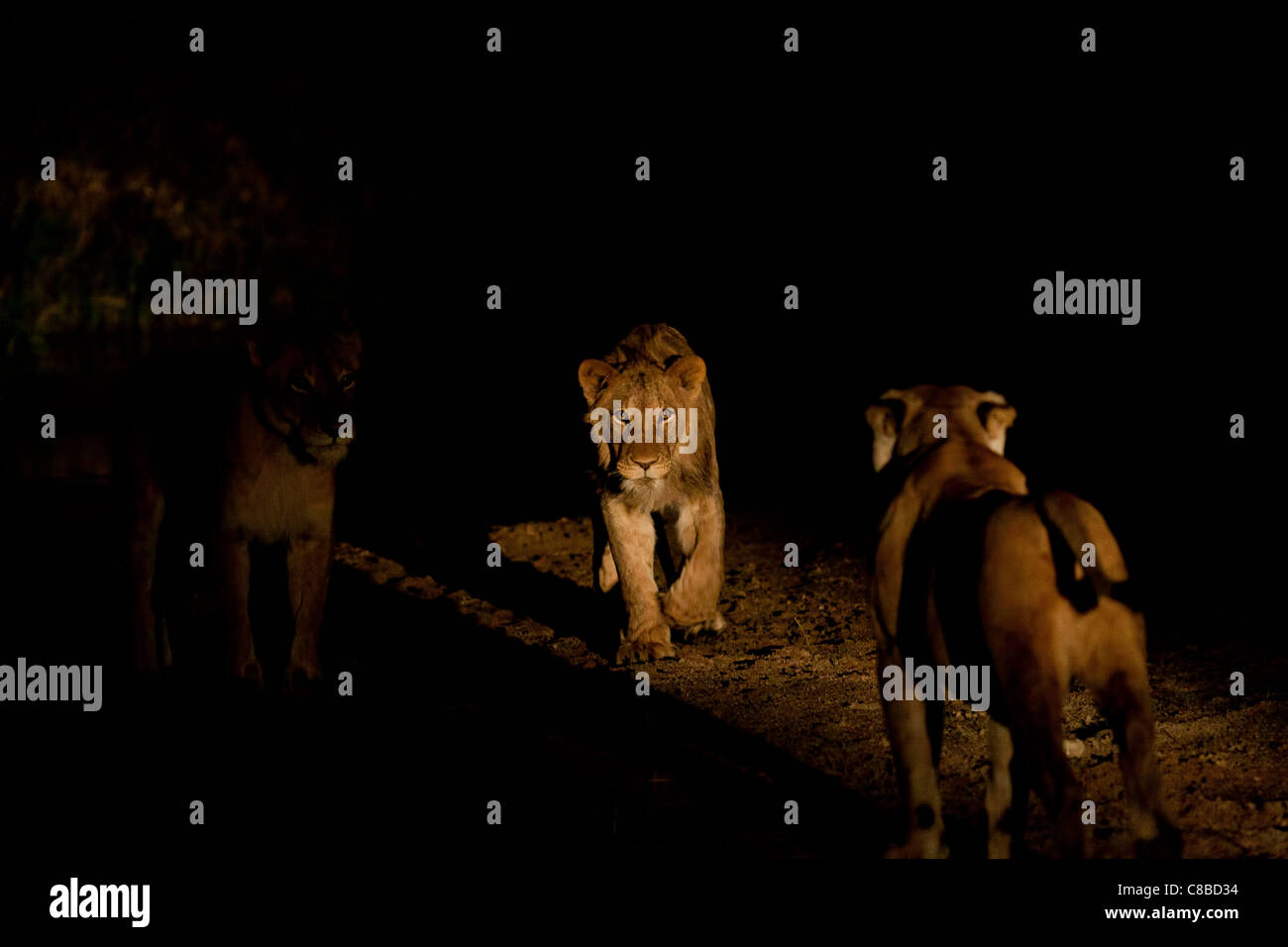 Lions Night Africa High Resolution Stock Photography and Images - Alamy