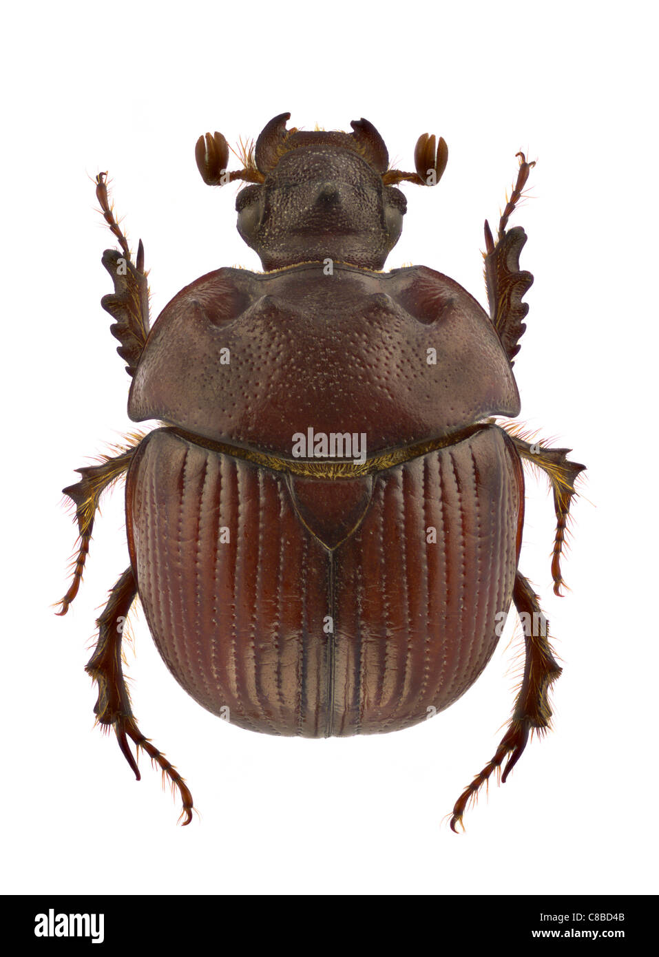 Male of Bolbelasmus unicornis isolated on a white background Stock ...