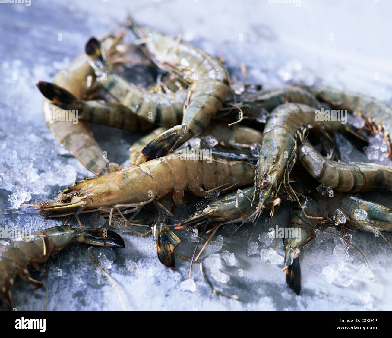raw mediterranean prawns Stock Photo - Alamy