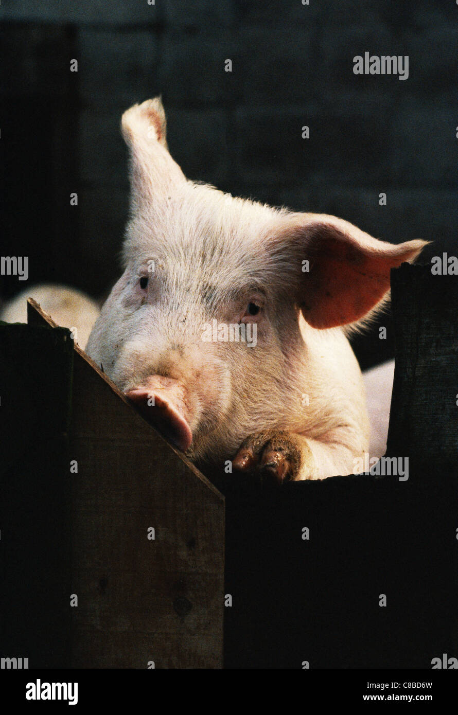 Pig in natural habitat hi-res stock photography and images - Alamy