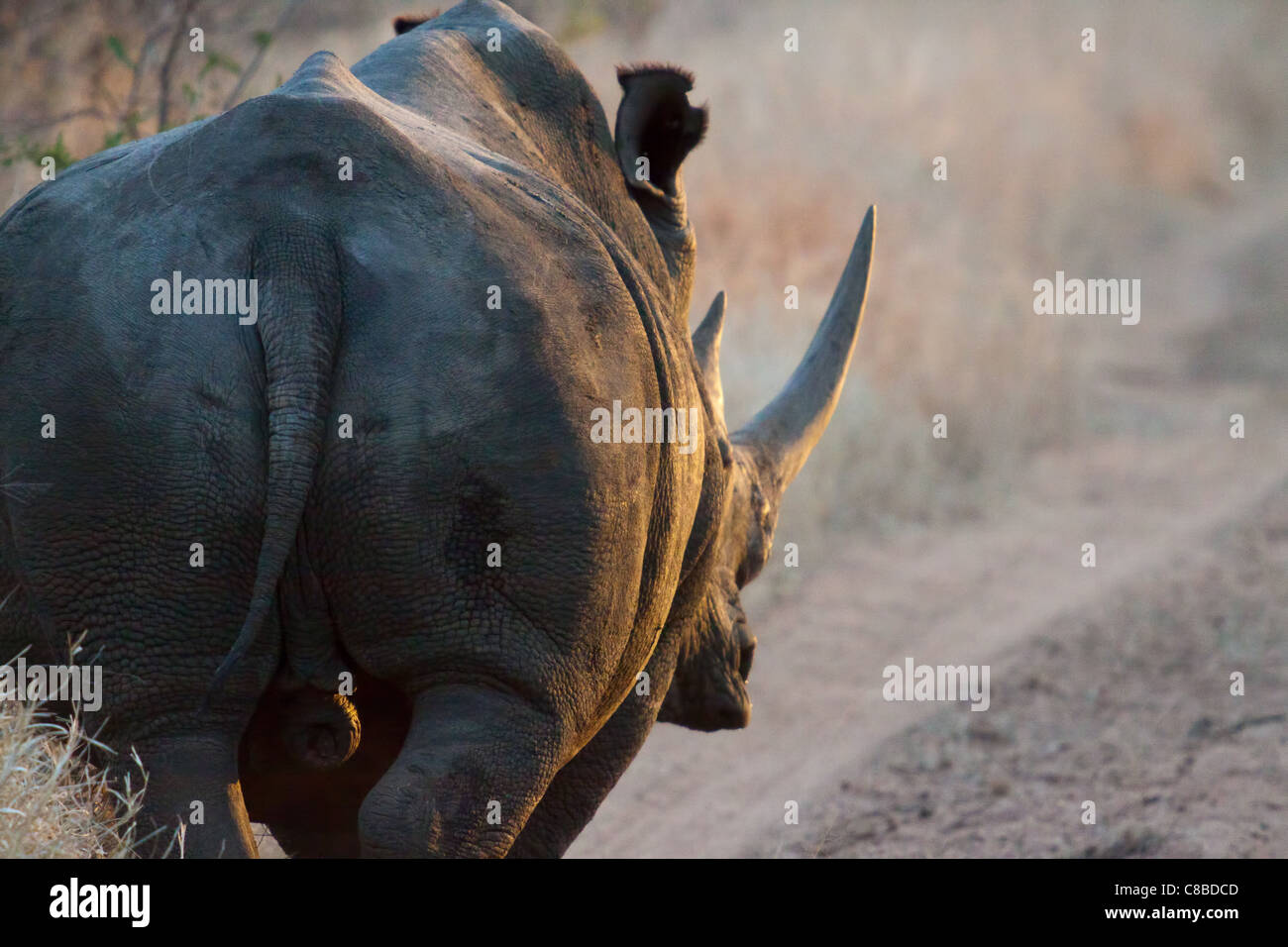 Rhino on road sunset Stock Photo - Alamy