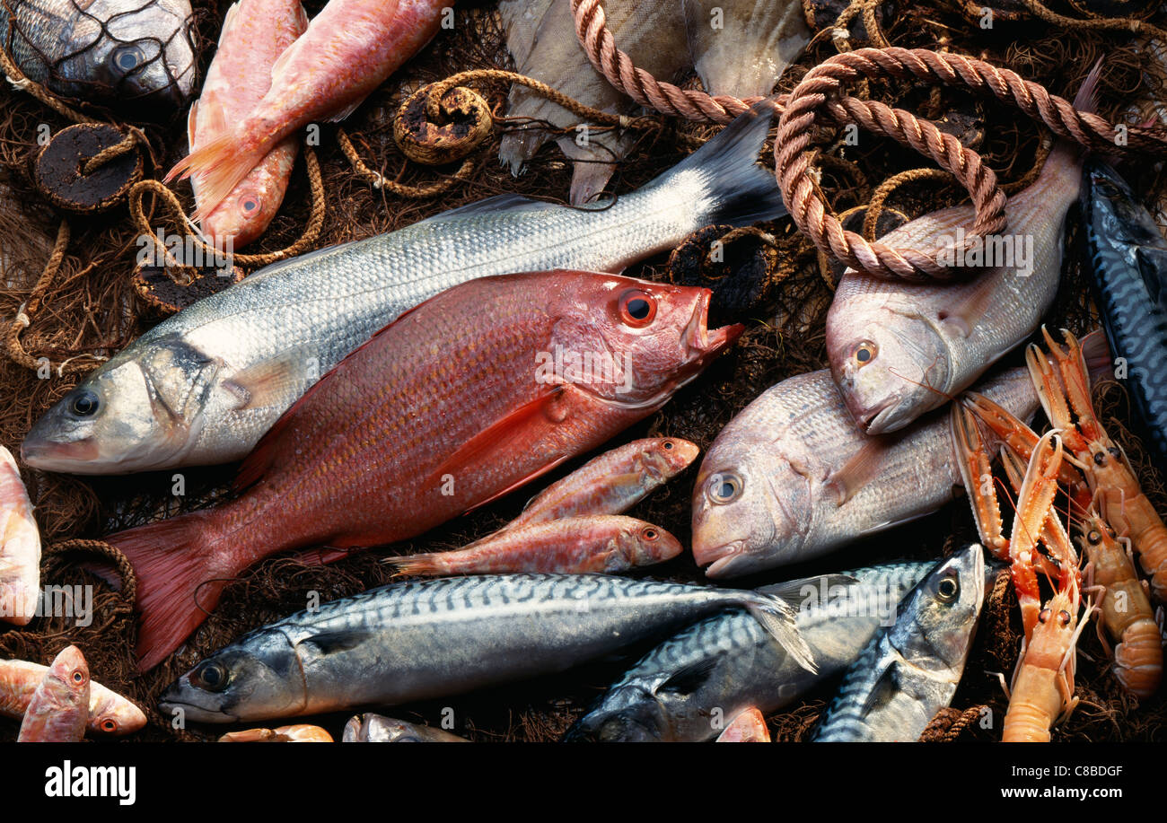 Dublin bay prawn fisherman hi-res stock photography and images - Alamy