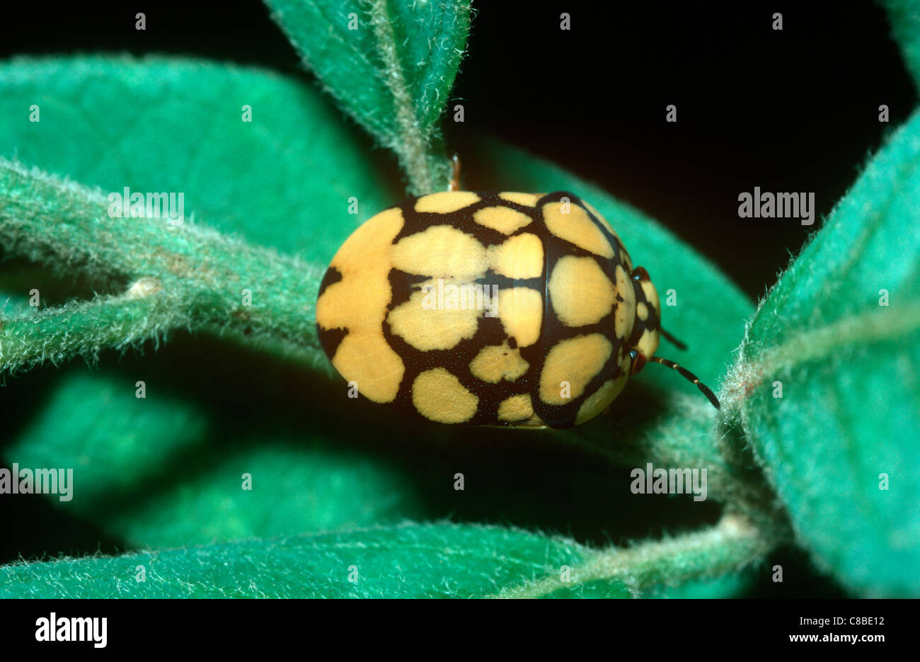 Shield-backed bug (Steganocerus multipunctatus) Exhibits Müllerian ...