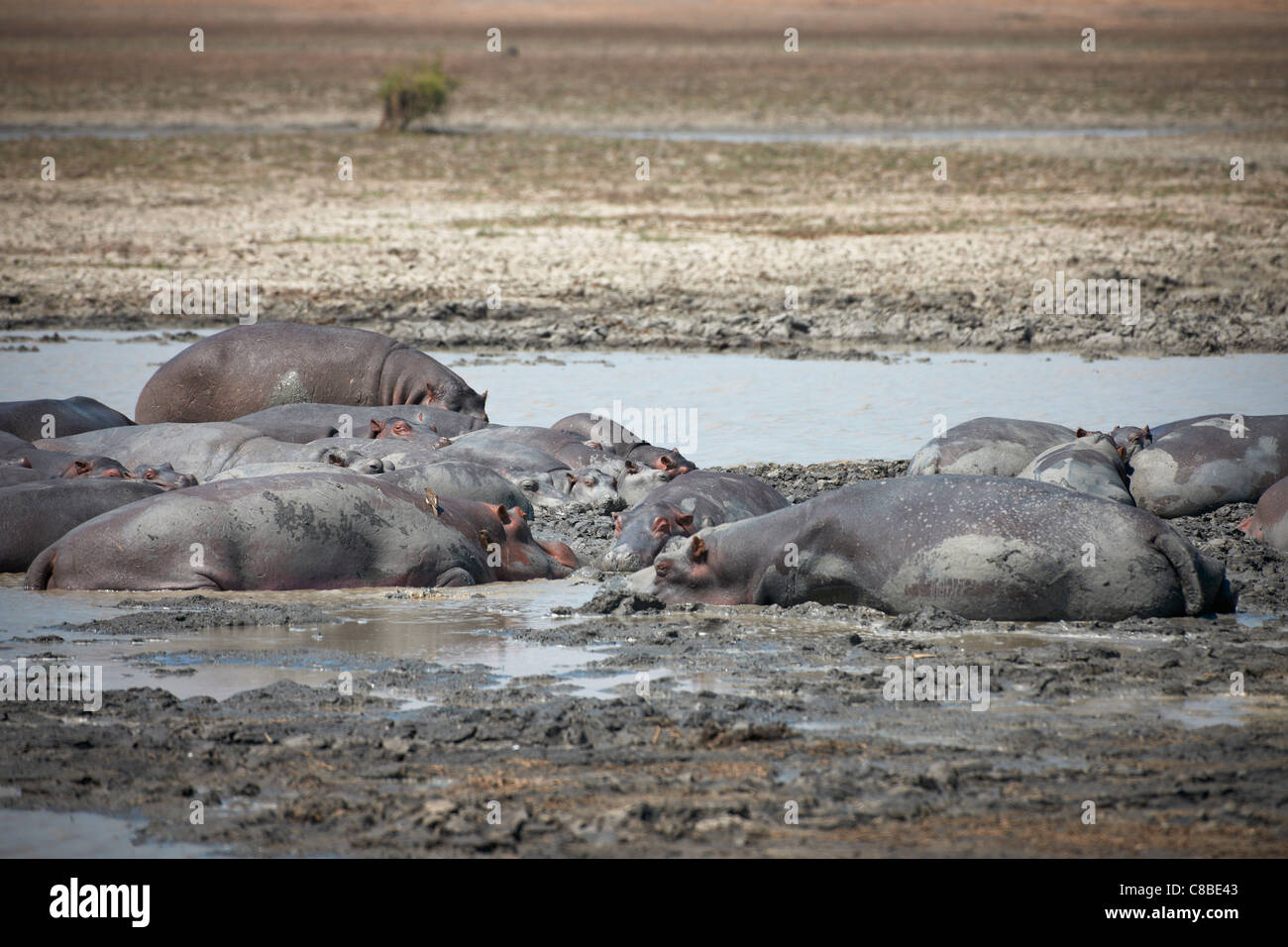 Hippopotamus amphibius, Hippos lying in mud, Vwaza Marsh Game Reserve ...