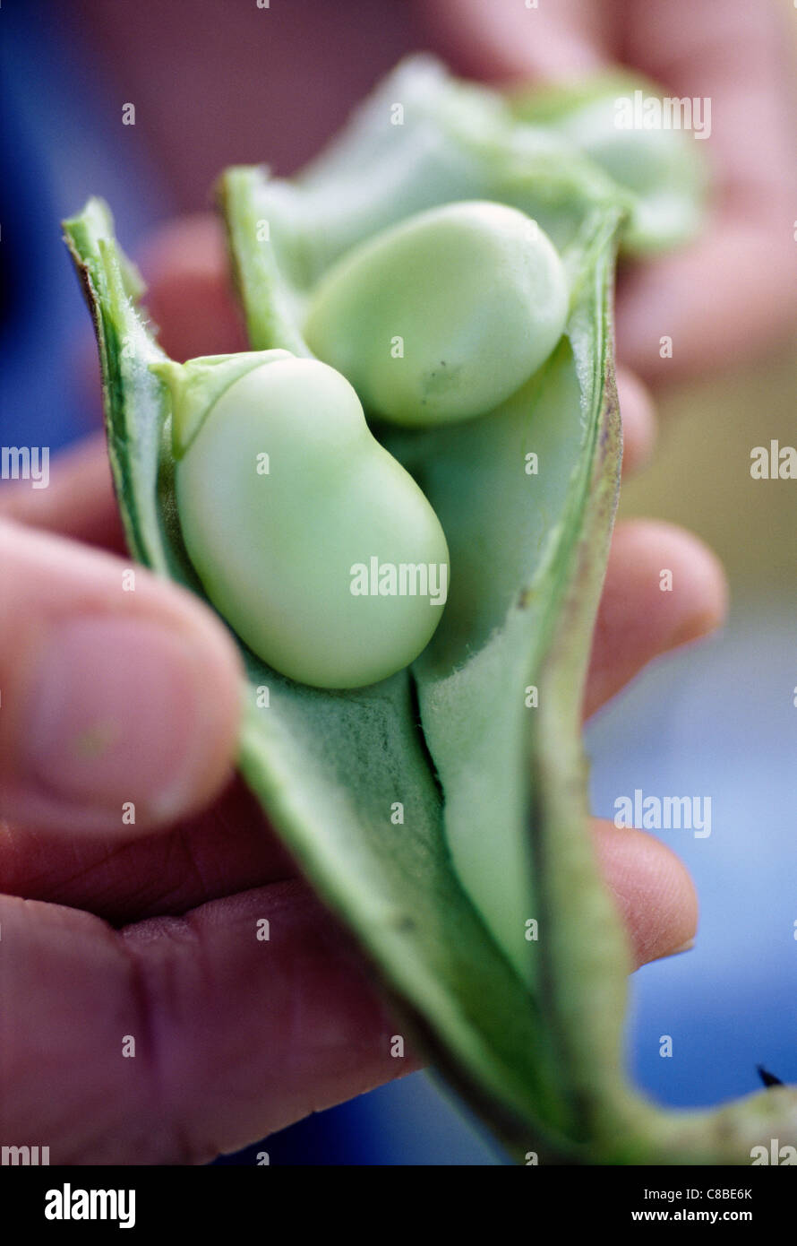 hand holding broad bean in pod Stock Photo - Alamy
