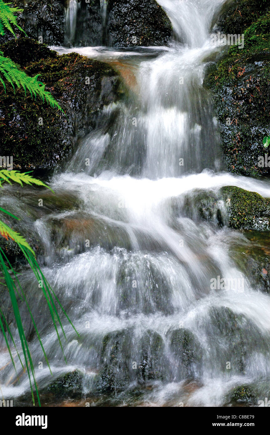 Germany, Black Forest: Cascade in the Zauberwald forest and trekking ...
