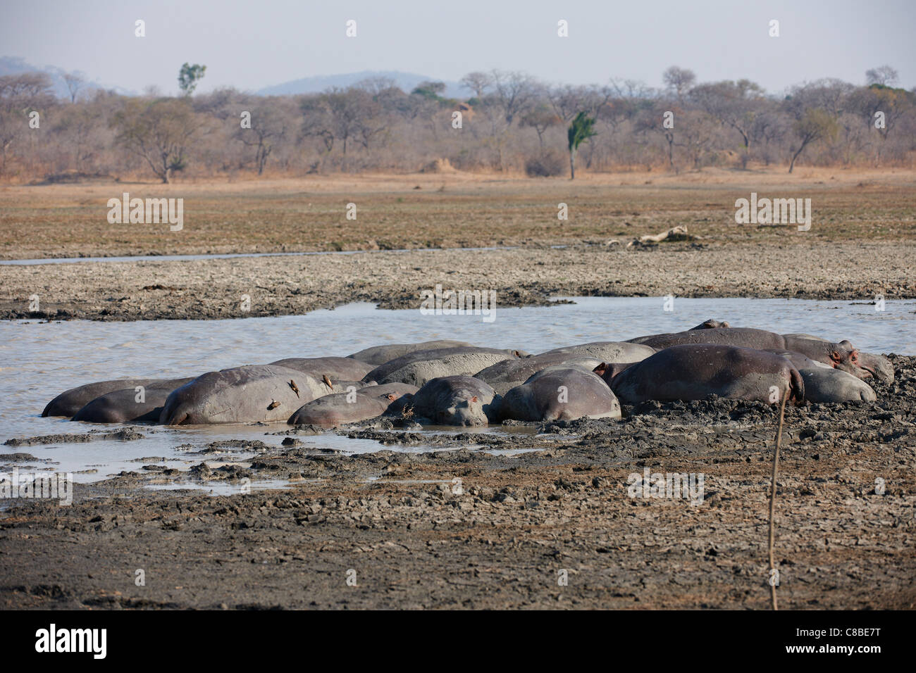 Hippopotamus amphibius, Hippos lying in mud, Vwaza Marsh Game Reserve ...