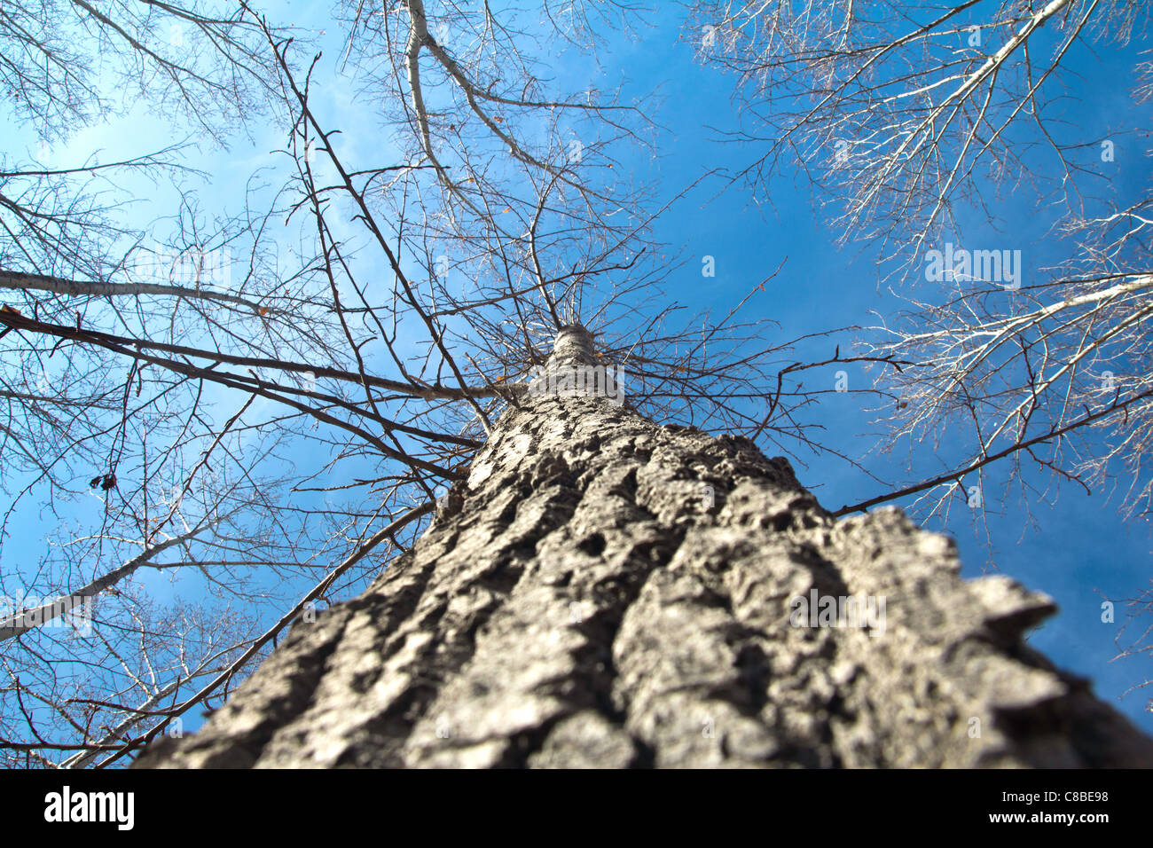 Lonely fall tree with no leaves Stock Photo - Alamy
