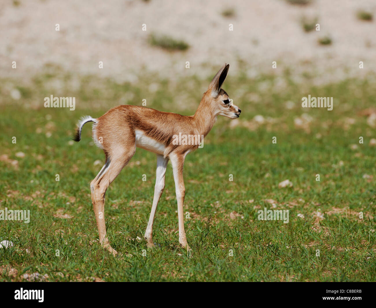 newborn Springbok, Antidorcas marsupialis, Kgalagadi Transfrontier Park ...