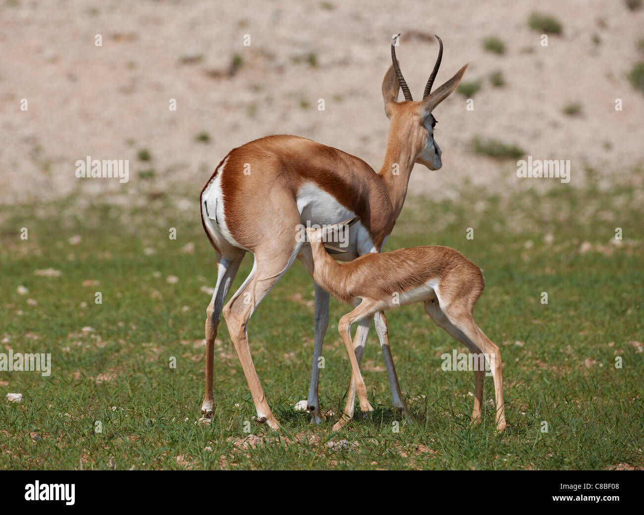 newborn Springbok, Antidorcas marsupialis, Kgalagadi Transfrontier Park ...