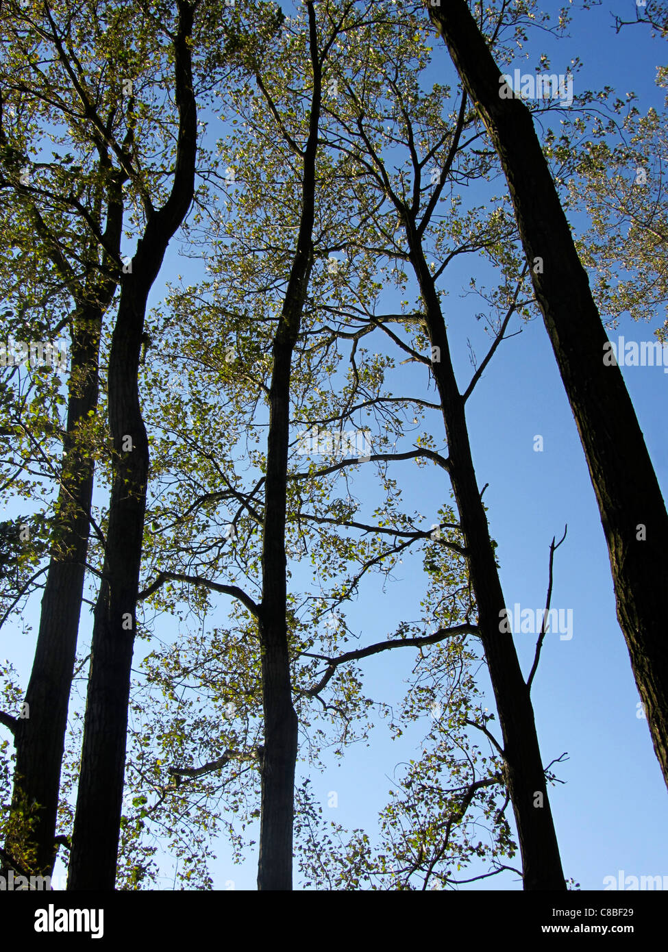 Poplars hi-res stock photography and images - Alamy