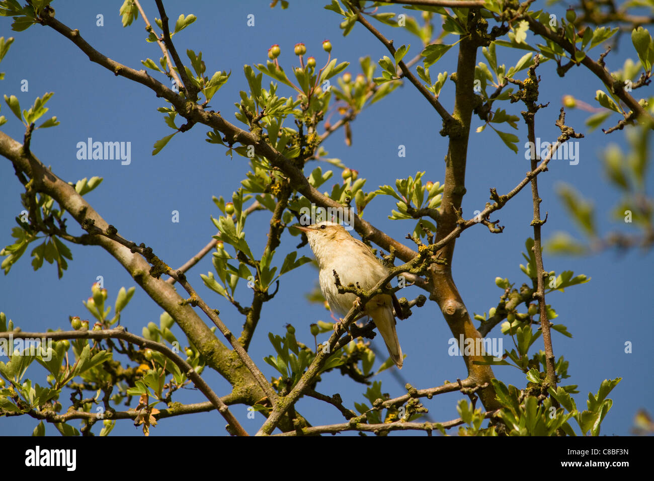 A sedge warbler (Acrocephalus schoenobaenus) chooses a perch in a ...