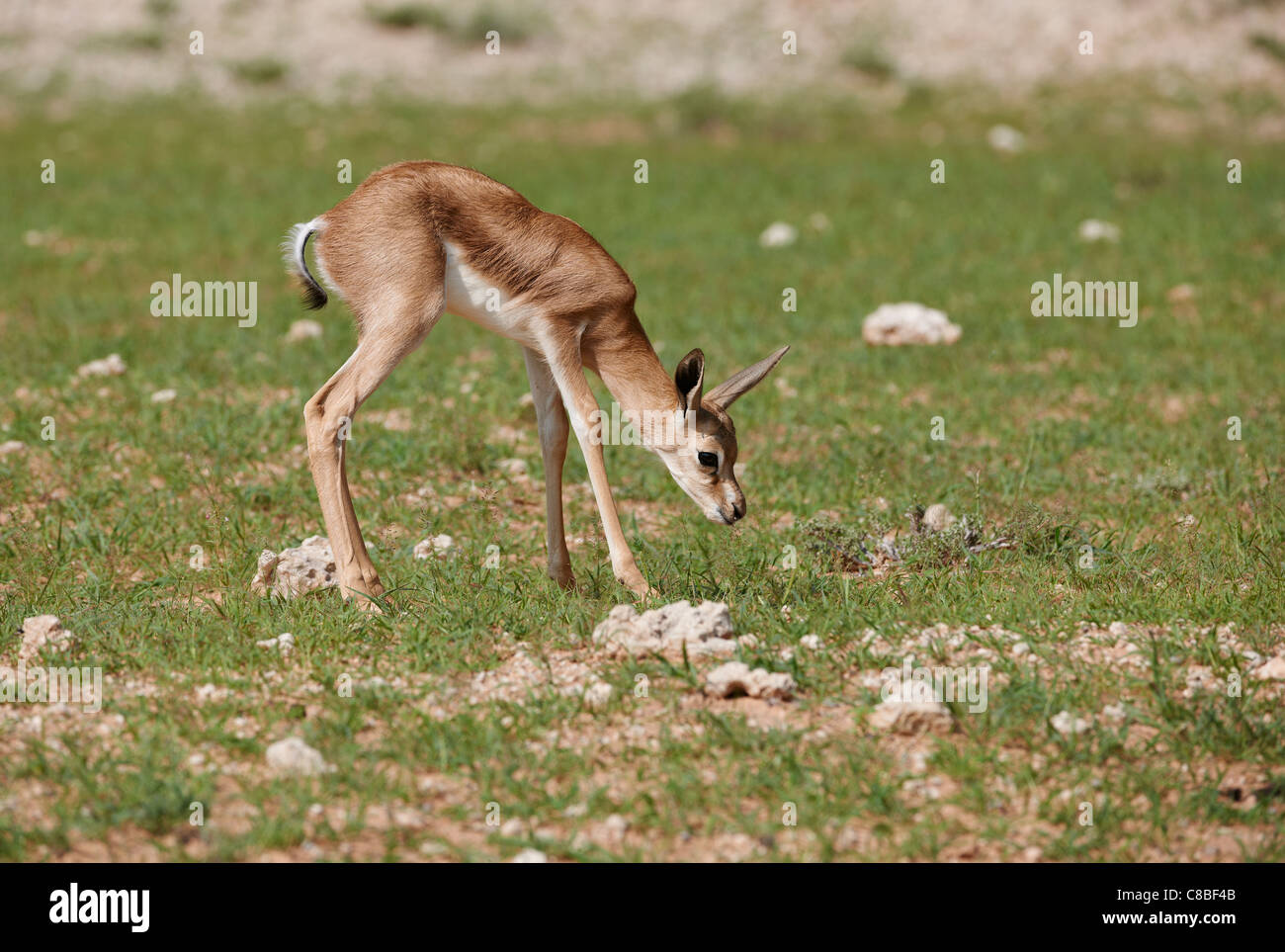newborn Springbok, Antidorcas marsupialis, Kgalagadi Transfrontier Park ...