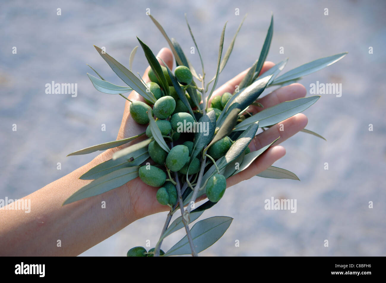 olive branch in hand Stock Photo - Alamy