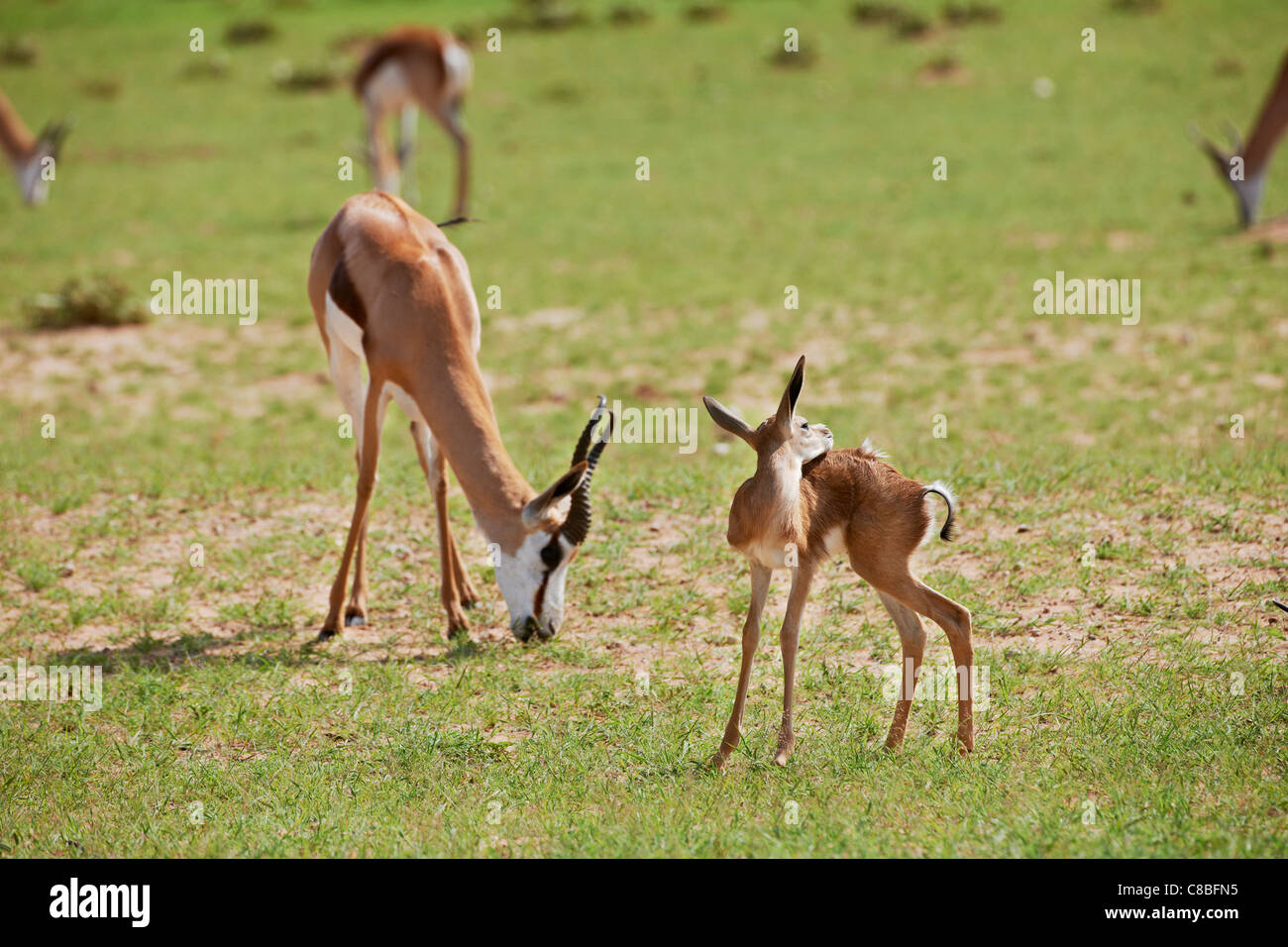 Newborn gazelle hi-res stock photography and images - Alamy
