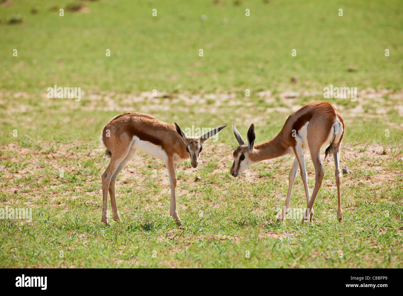 Baby geboren hi-res stock photography and images - Alamy