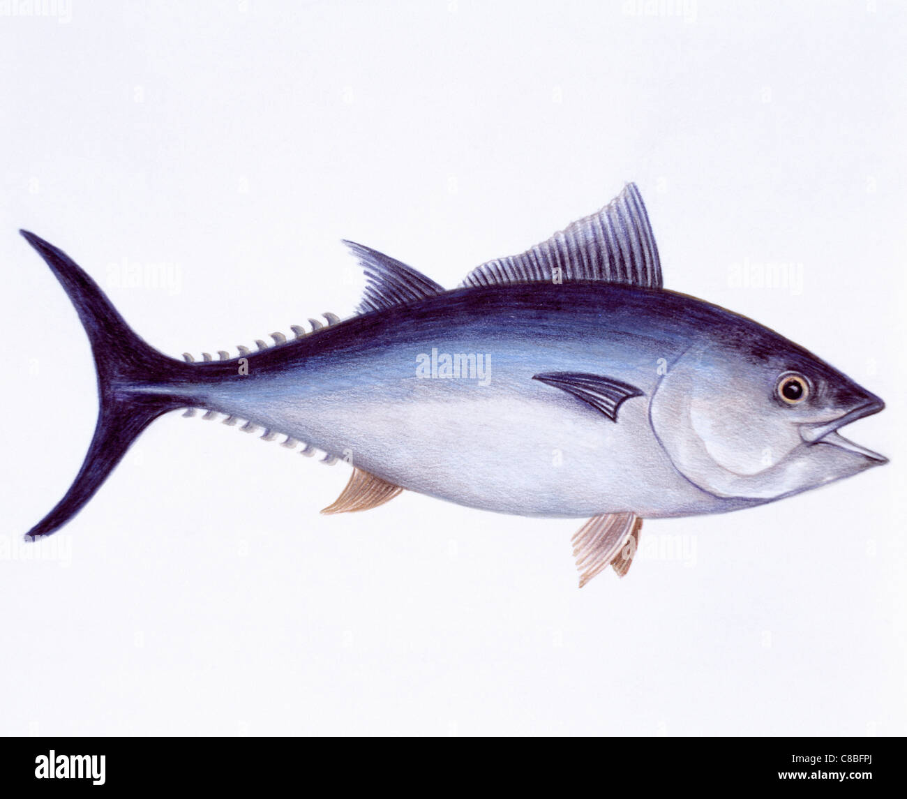 Tuna fish illustration hi-res stock photography and images - Alamy