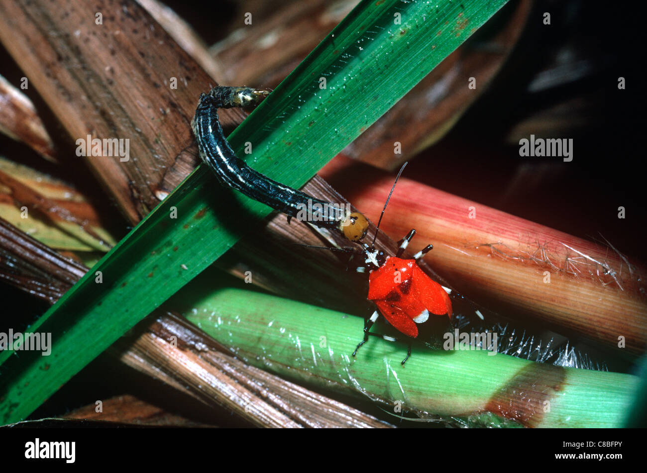 Costa rica hemiptera heteroptera hi-res stock photography and images ...