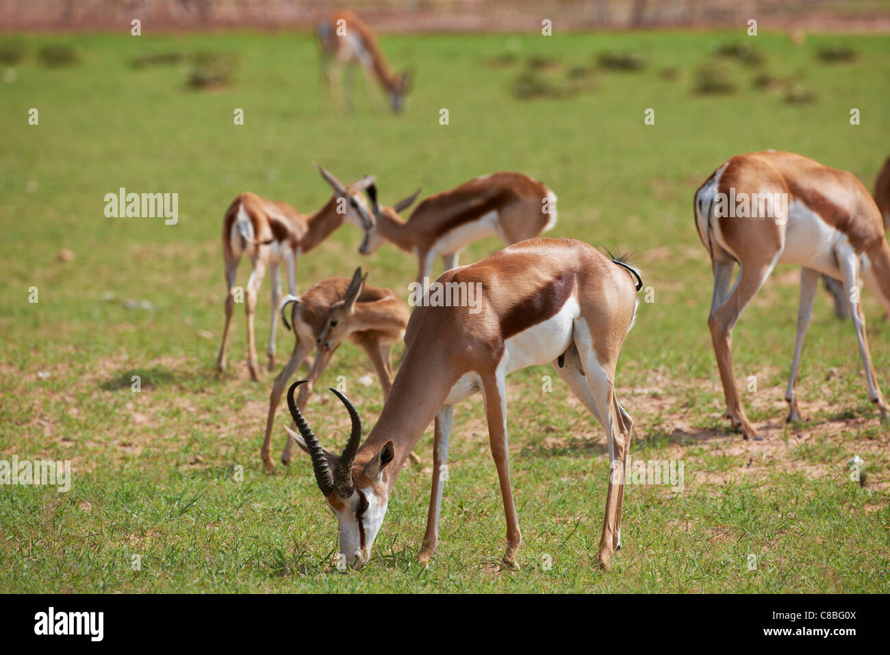 Springbok, Antidorcas marsupialis, Kgalagadi Transfrontier Park, South ...