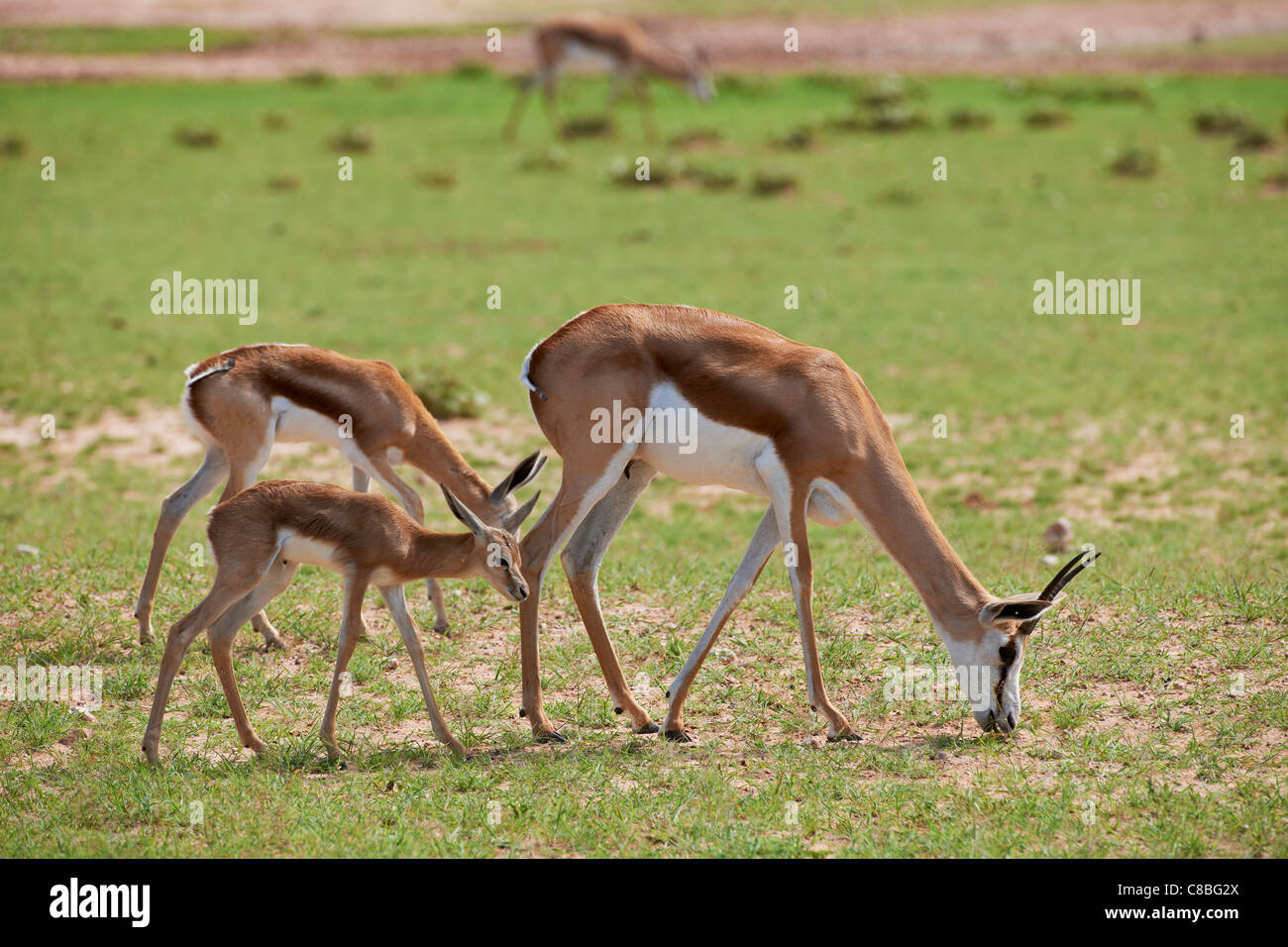 newborn Springbok, Antidorcas marsupialis, Kgalagadi Transfrontier Park ...