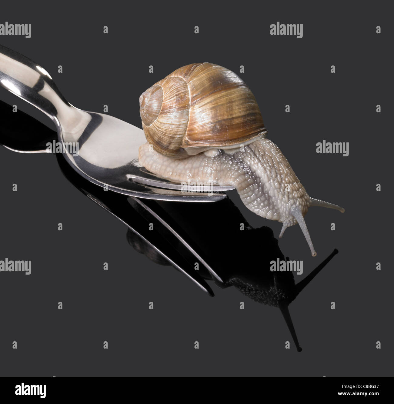 studio photography of a Grapevine snail creeping on a fork in dark ...