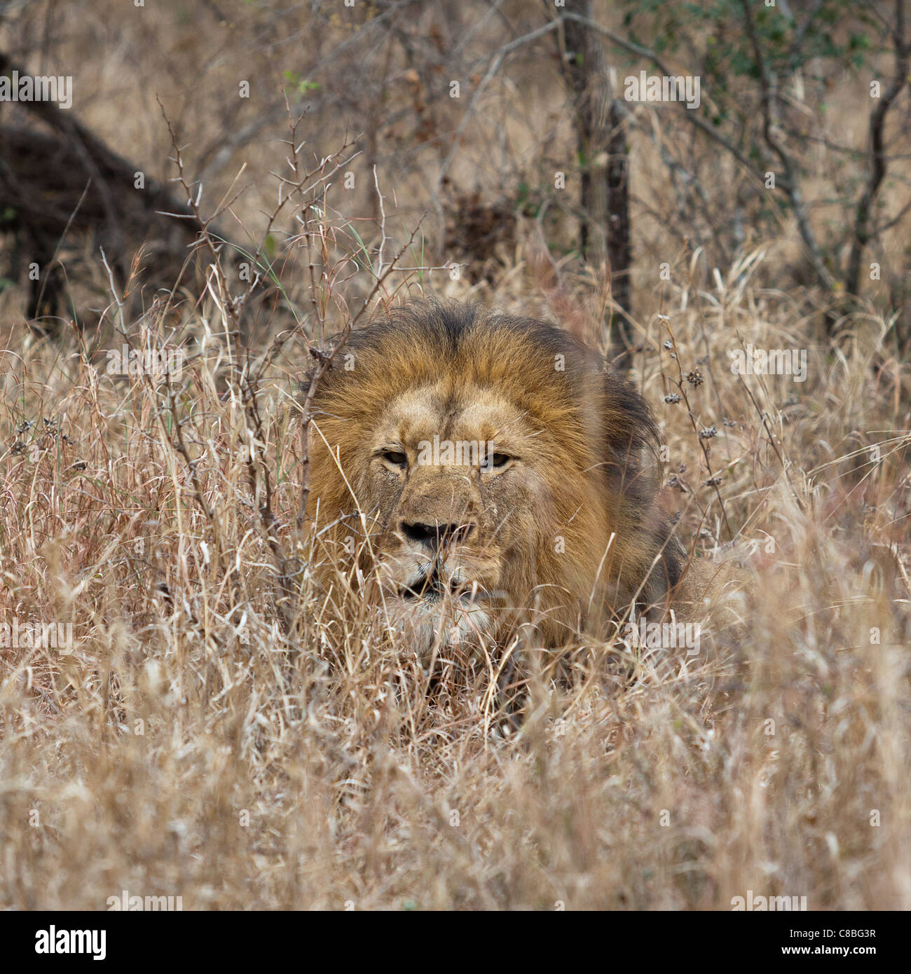 Lion in the bush hi-res stock photography and images - Alamy